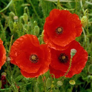 Poppy Peacebom Seedbom - Wildflower filled paper Seed bomb