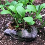 Pollinator Beebom Seedbom - Wildflower filled Seed Bomb for bees